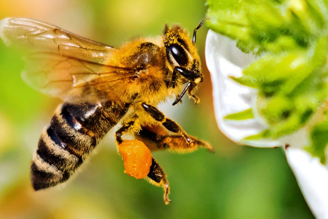 Efectos Del Polen En La Salud Y Reproducción De Las Abejas: Estudio